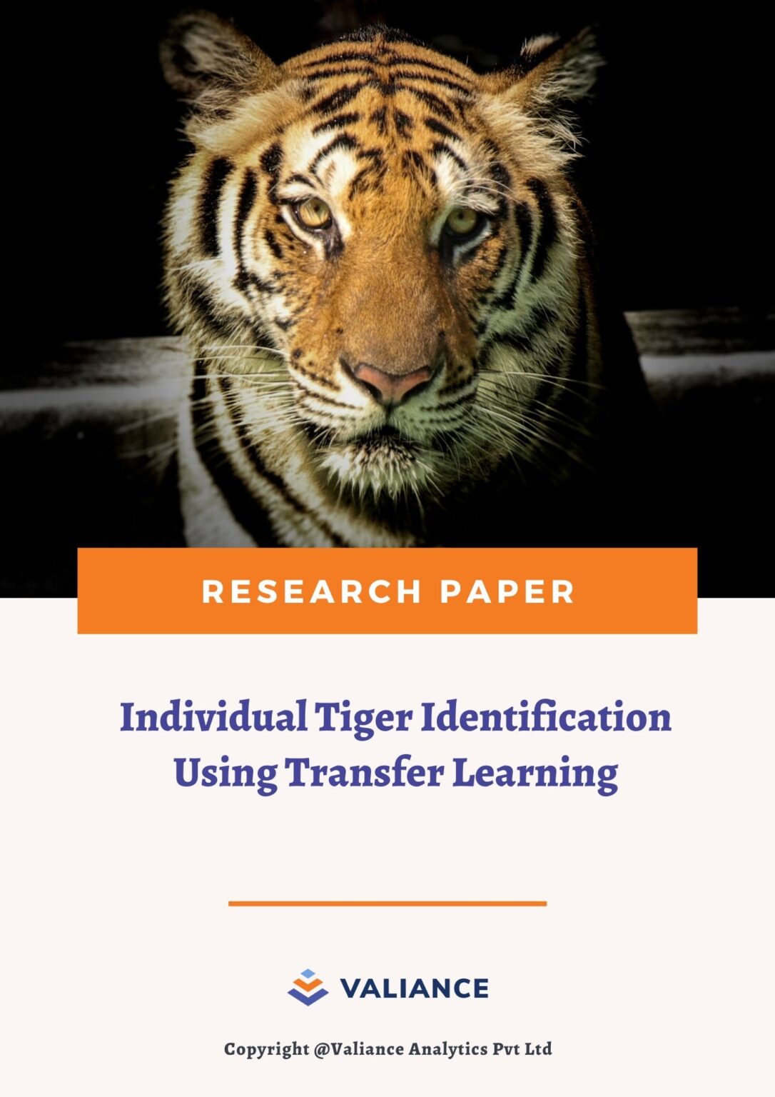 Individual Tiger Identification Using Transfer Learning - Valiance ...